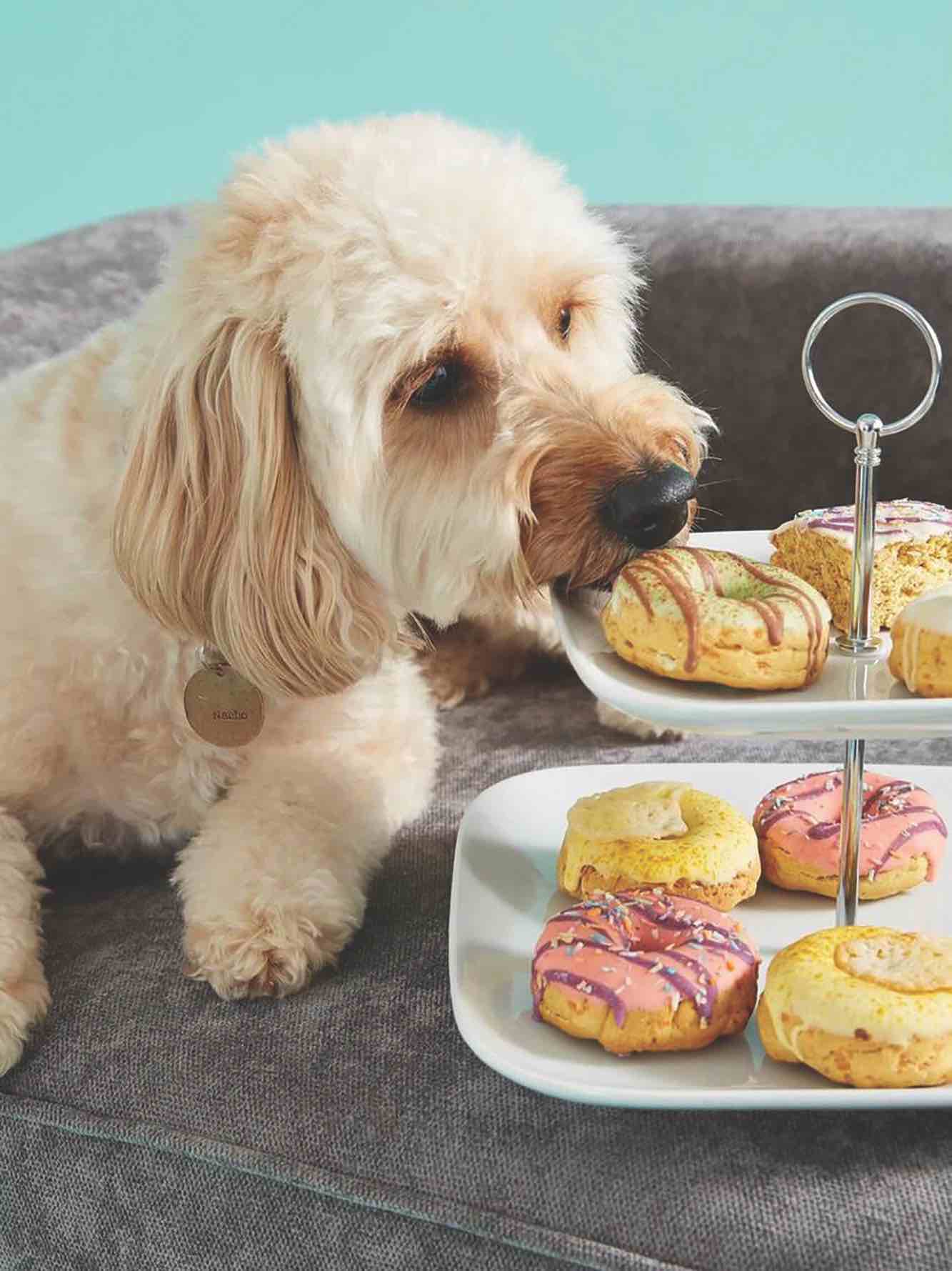 The Original Dog Bakery launches at Liverpool ONE - Explore Liverpool