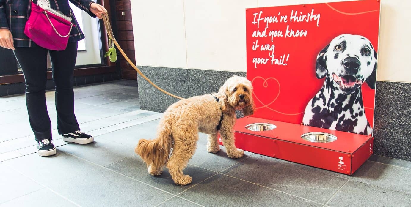 Liverpool's most talented pooches called upon for Liverpool ONE dog show